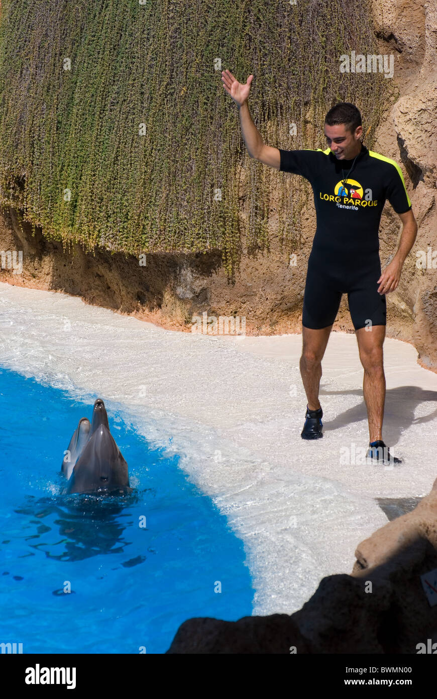 Training dolphins hi-res stock photography and images - Alamy