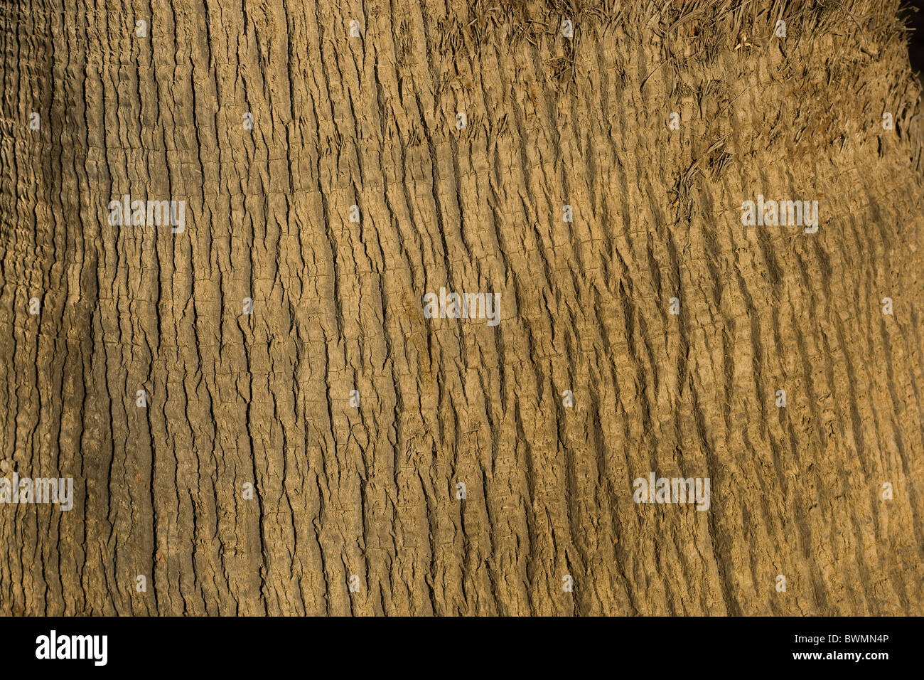 texture of bark or wood at the base of the trunk of a palm tree Stock ...