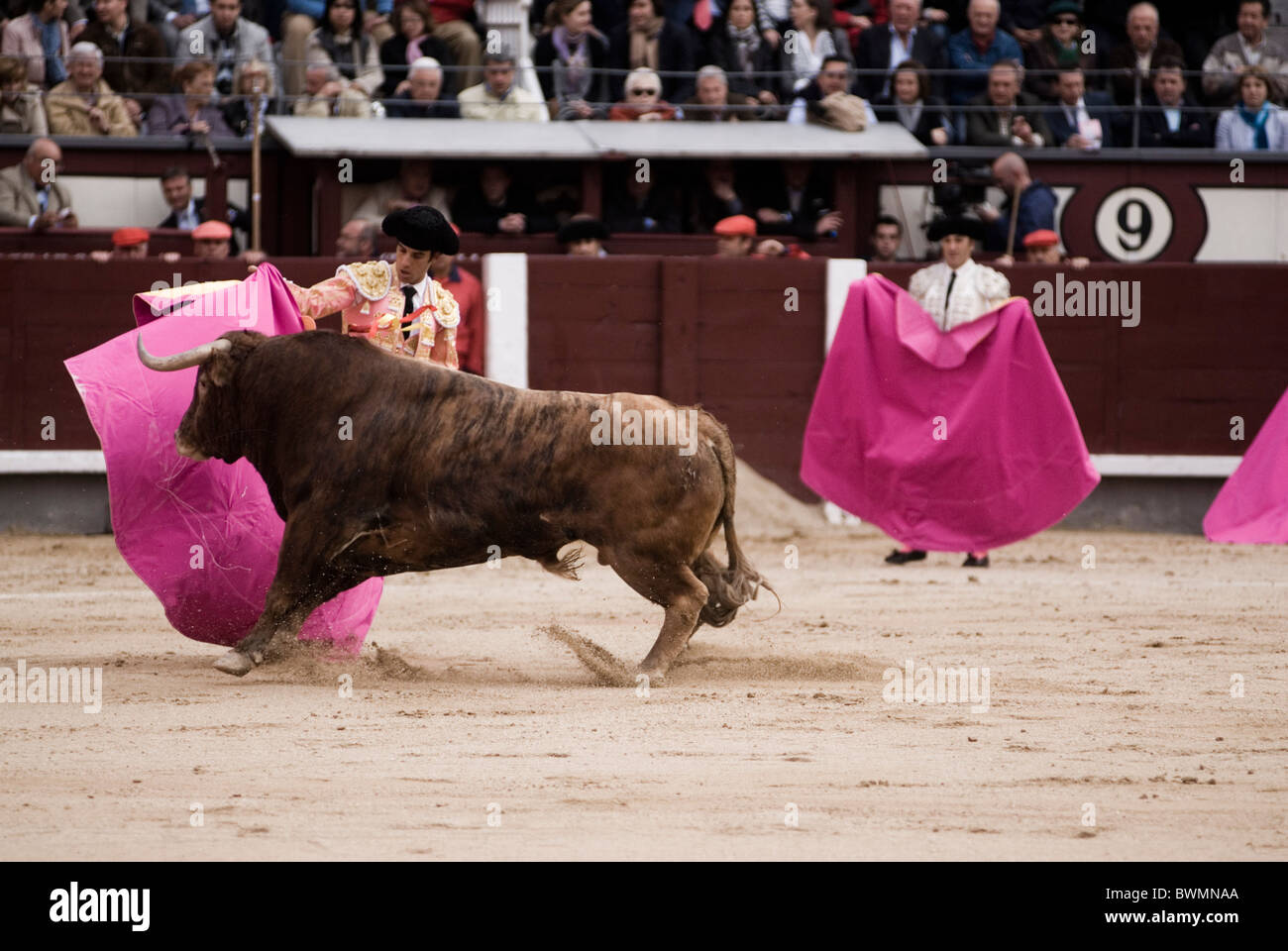 Bullfight Stock Photos & Bullfight Stock Images - Alamy