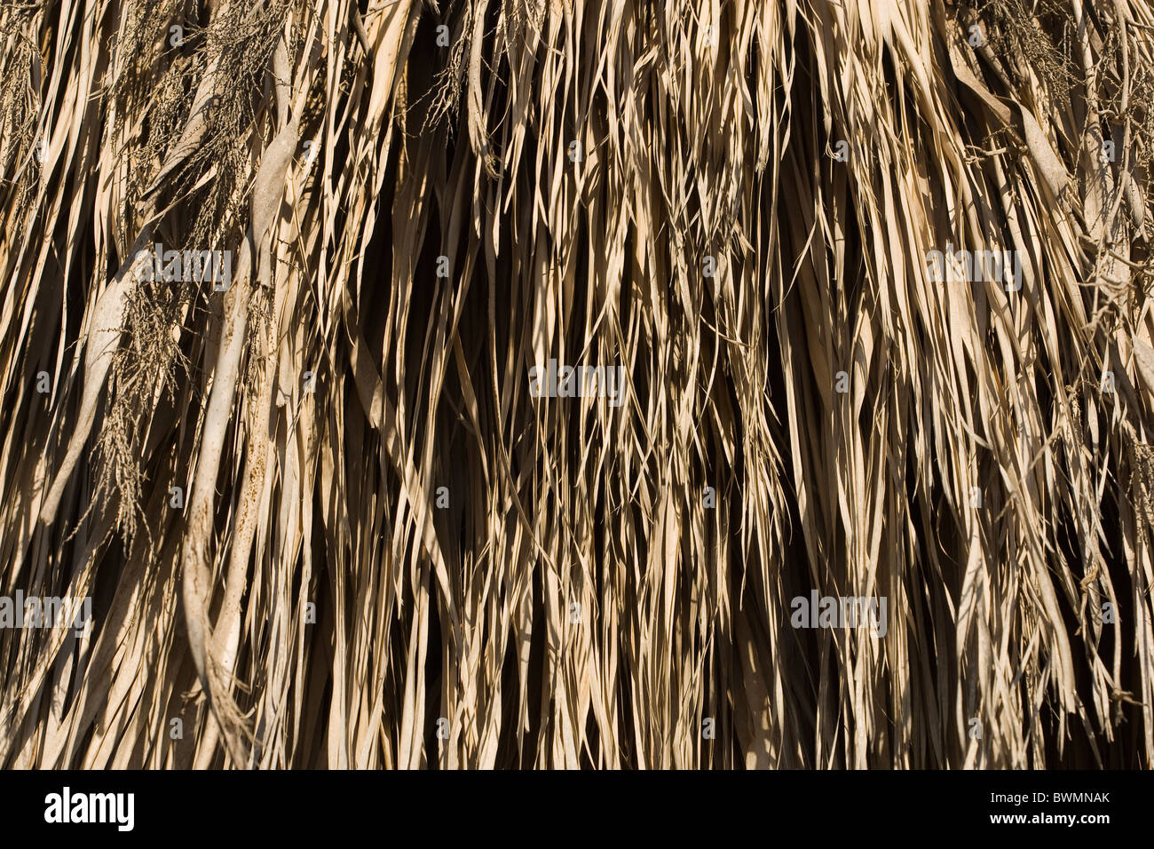 texture of dried palm leaves on the trunk of a palm tree Stock Photo ...