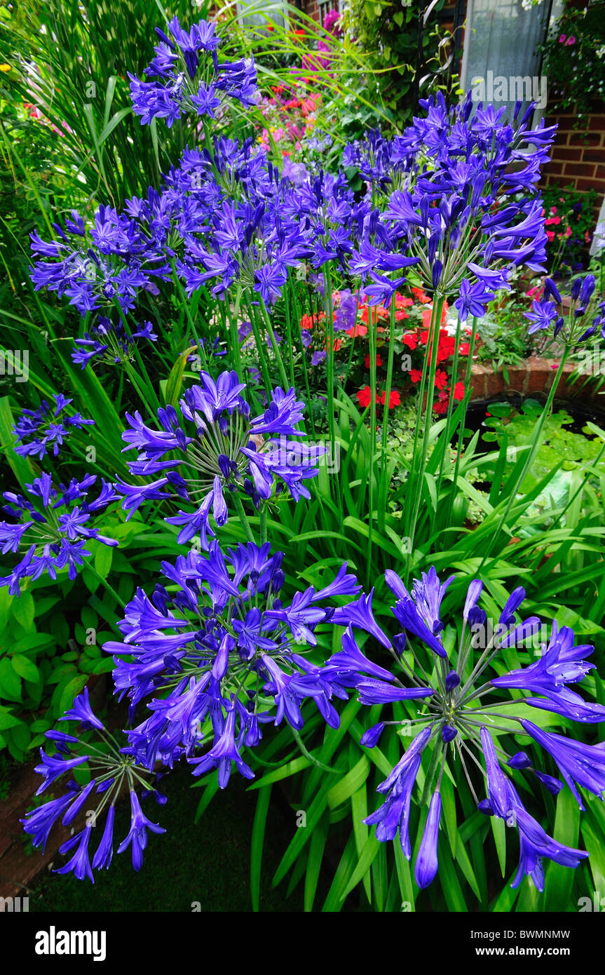 African blue lily hi-res stock photography and images - Alamy