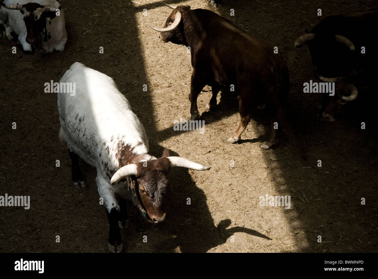 Bullfight in Las Ventas bullring. Madrid . Spain bullfight bullfighter ...
