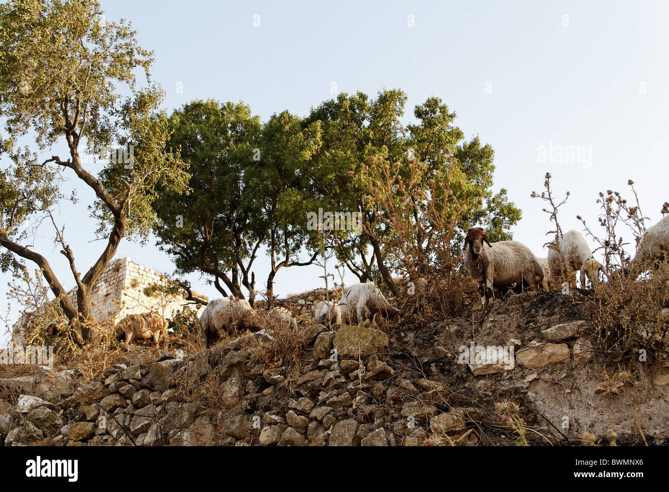 Palestinian Authority Ramallah area Christian village of Taybeh Stock ...