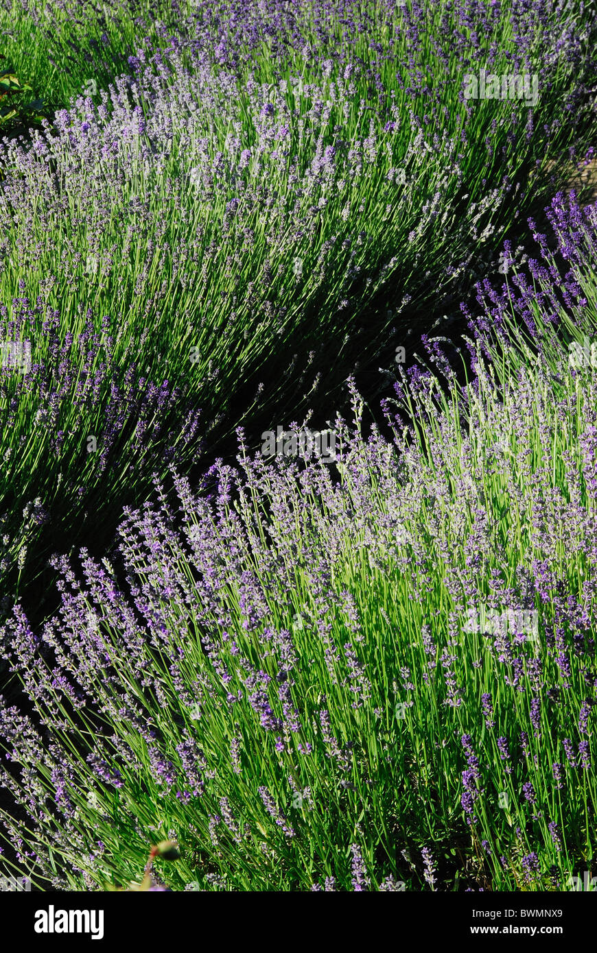 Lavender in june hi-res stock photography and images - Alamy