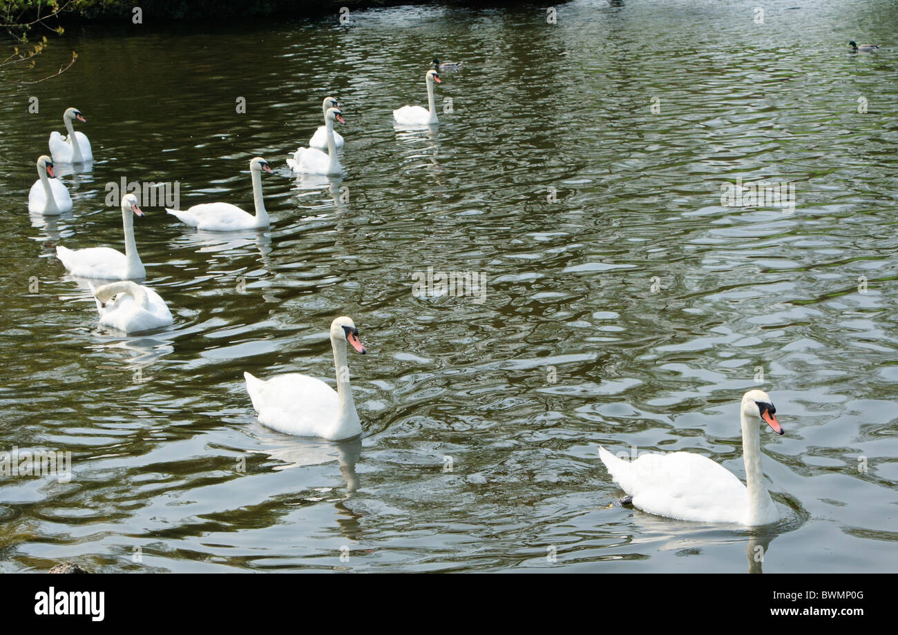 Redesmere lake hi-res stock photography and images - Alamy