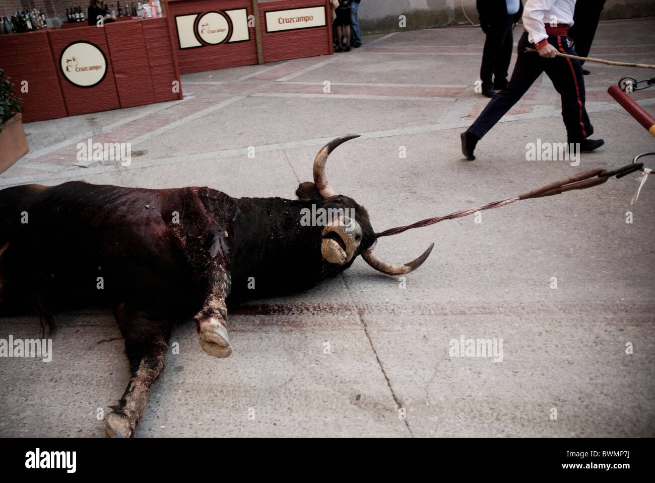 Dead bull hi-res stock photography and images - Alamy
