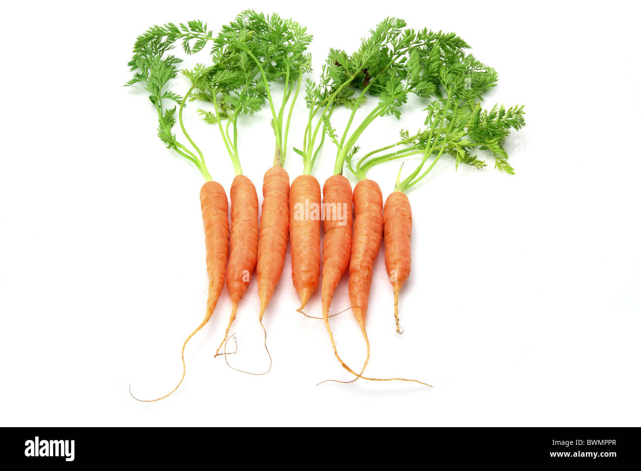 Root stem hi-res stock photography and images - Alamy