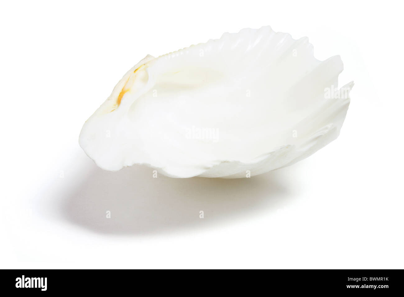 Seashell decoration hi-res stock photography and images - Alamy