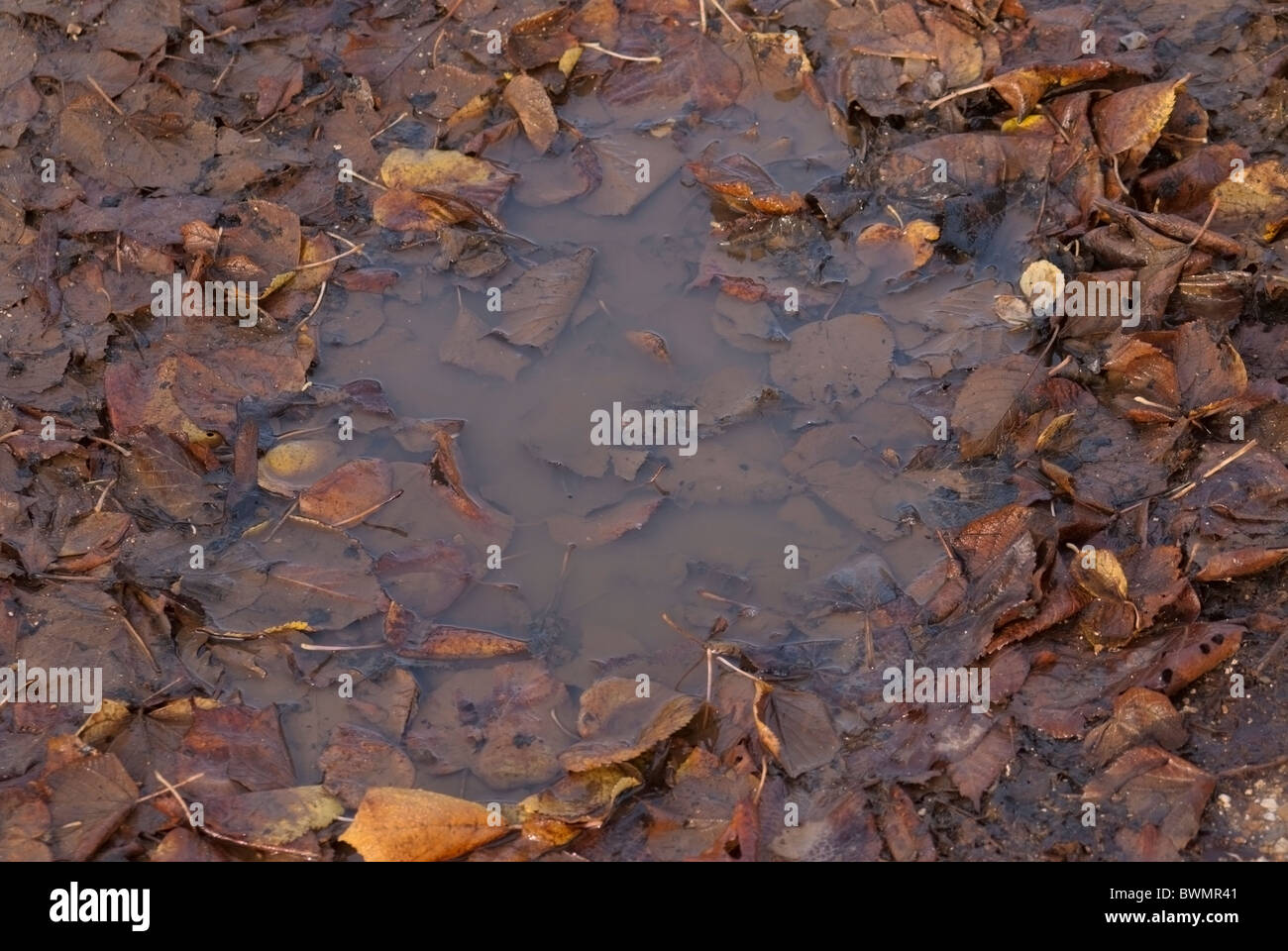 Autumn Brown Leaves in a Puddle Stock Photo - Alamy