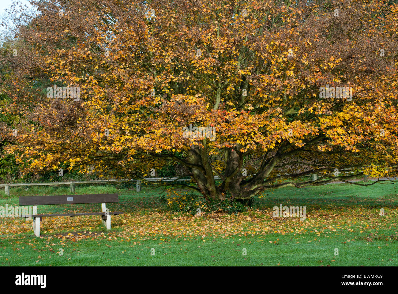Autumnal Scene of Autumn Leaves on Tree next to Park Bench Stock Photo ...