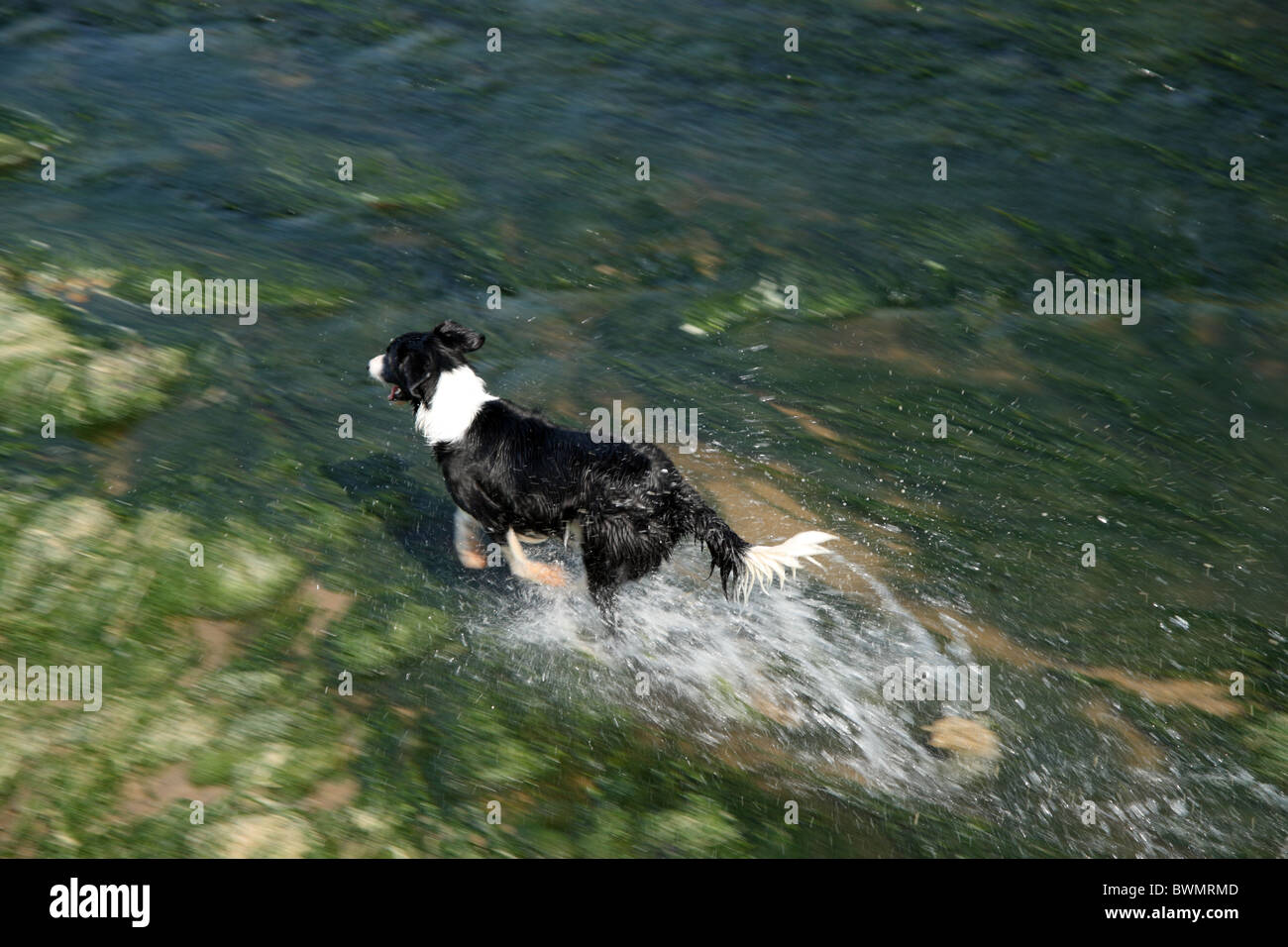 Border Collie running through a river - Devon, England, UK Stock Photo ...