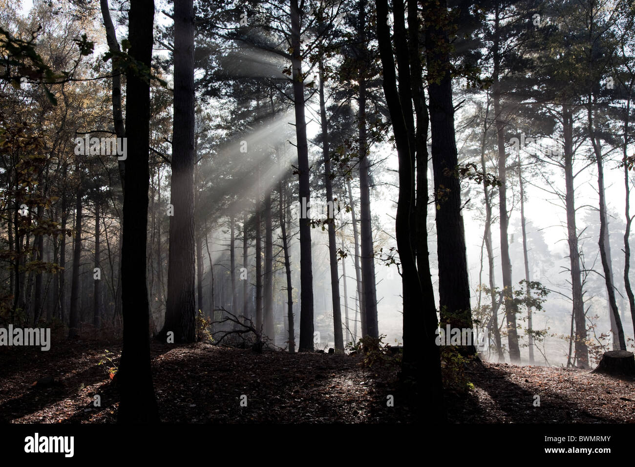 Trees in the clearing mist as sunshine breaks through Stock Photo - Alamy