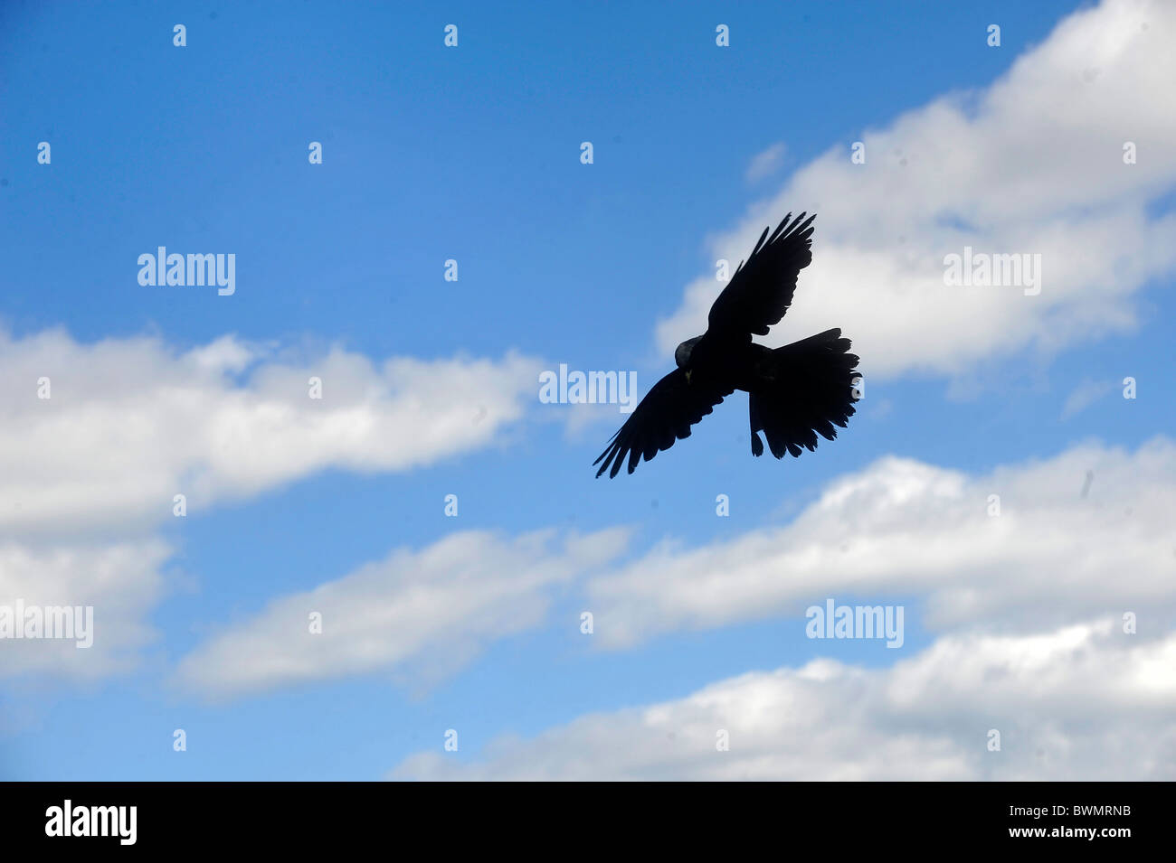 Dolomites birdlife hi-res stock photography and images - Alamy