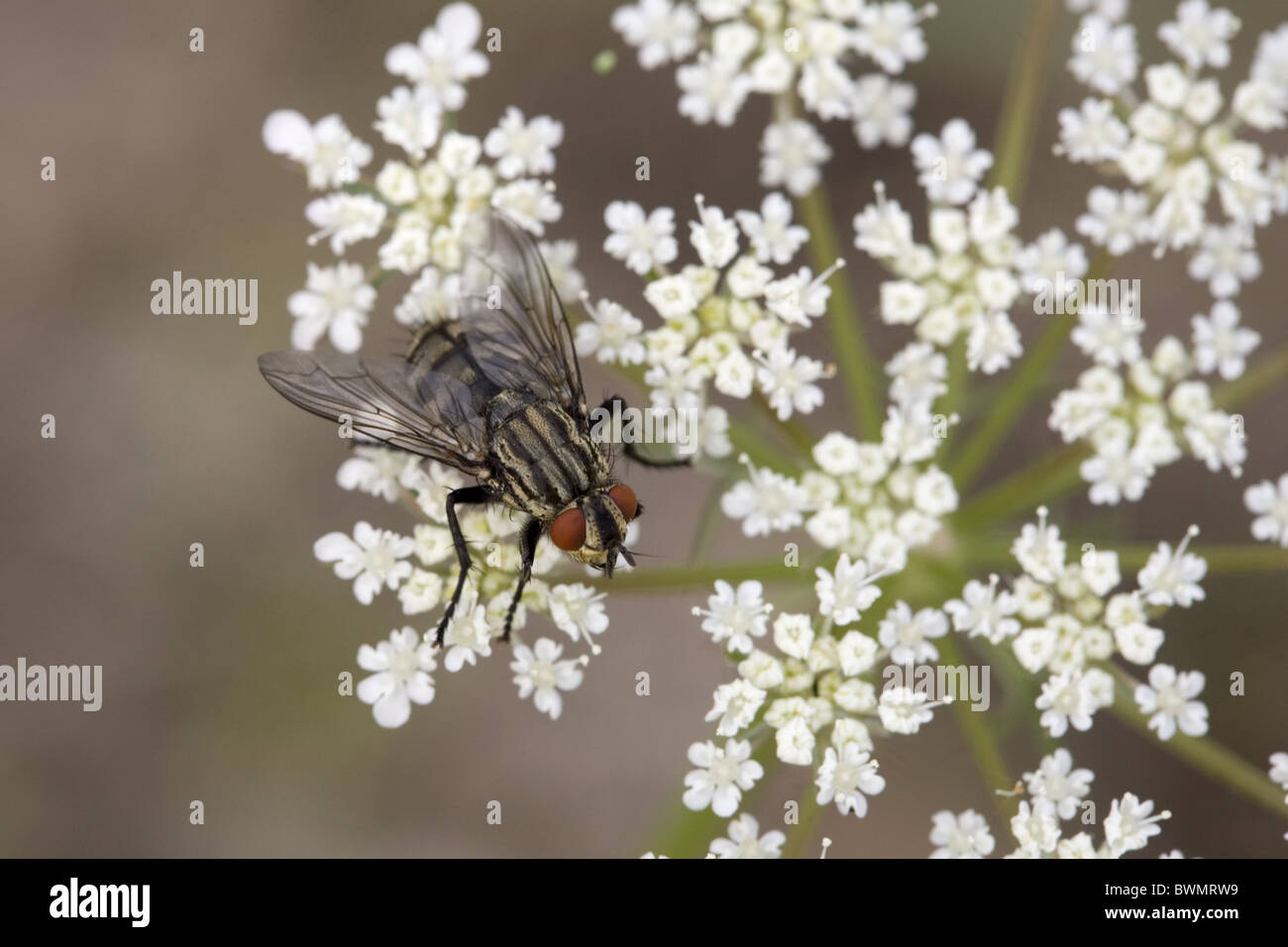 Carrot fly hi-res stock photography and images - Alamy
