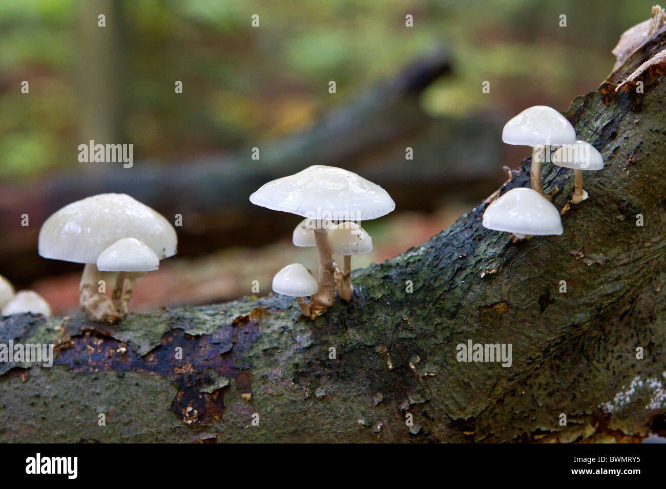 Irish mushrooms hi-res stock photography and images - Alamy
