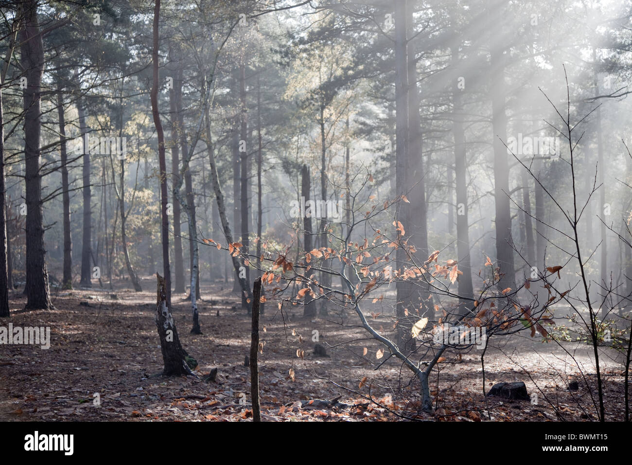 Sunshine through mist hi-res stock photography and images - Alamy