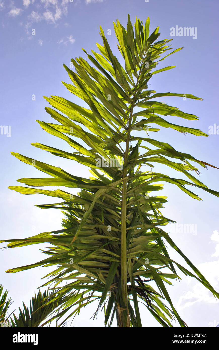 tropical palm tree with blue sky background Stock Photo - Alamy