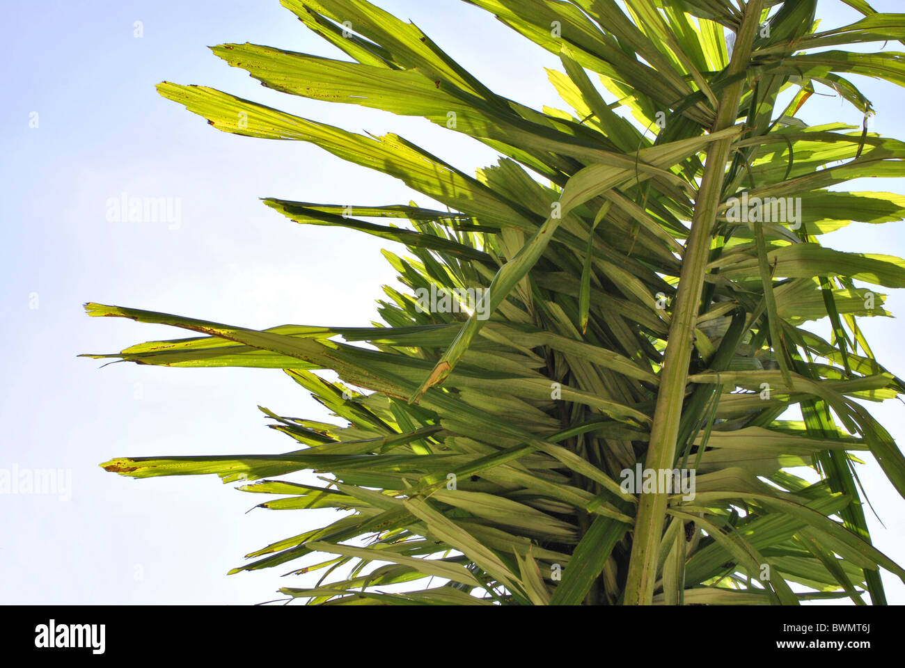 tropical palm tree with blue sky background Stock Photo - Alamy