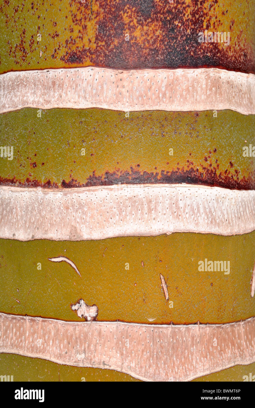 tropical palm tree with blue sky background Stock Photo - Alamy