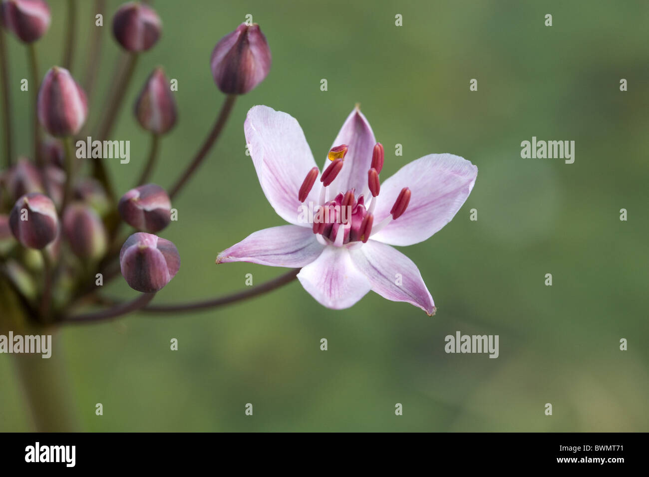 Flower and buds of Flowering Rush (Butomus umbellatus Stock Photo - Alamy