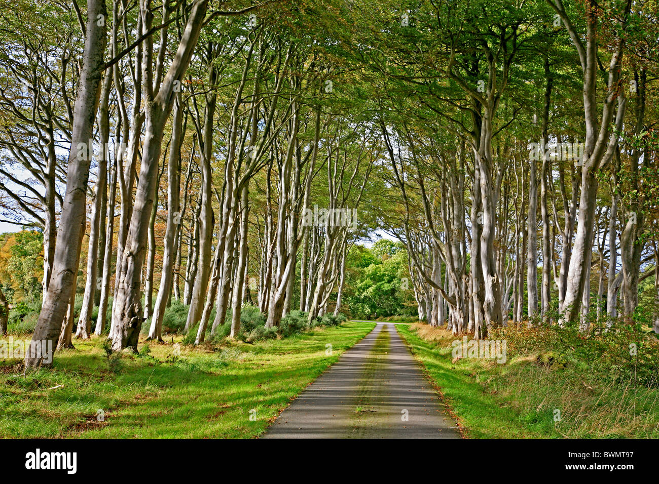 Wood Scenery High Resolution Stock Photography and Images - Alamy