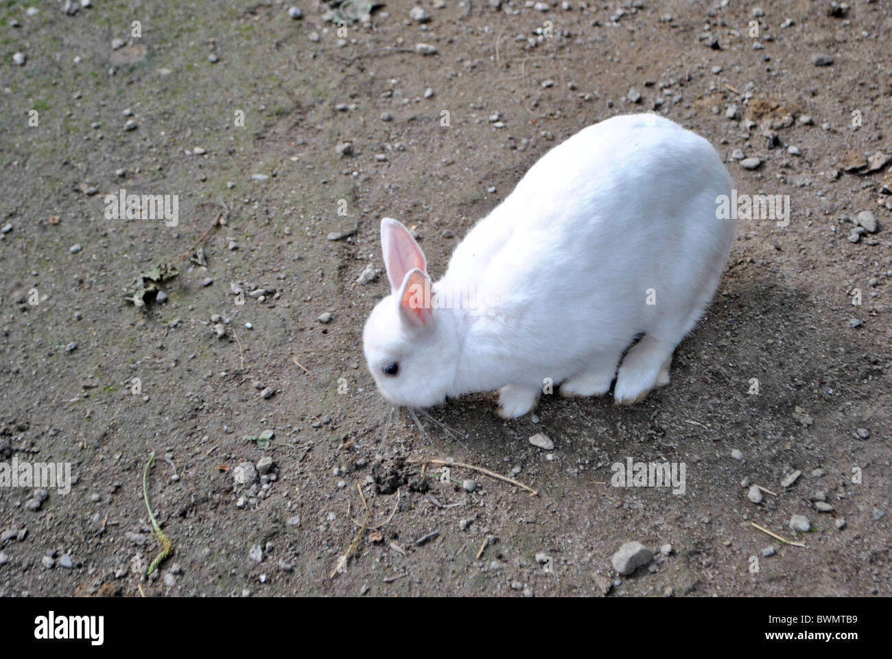 white rabbit on the ground looking for food Stock Photo - Alamy