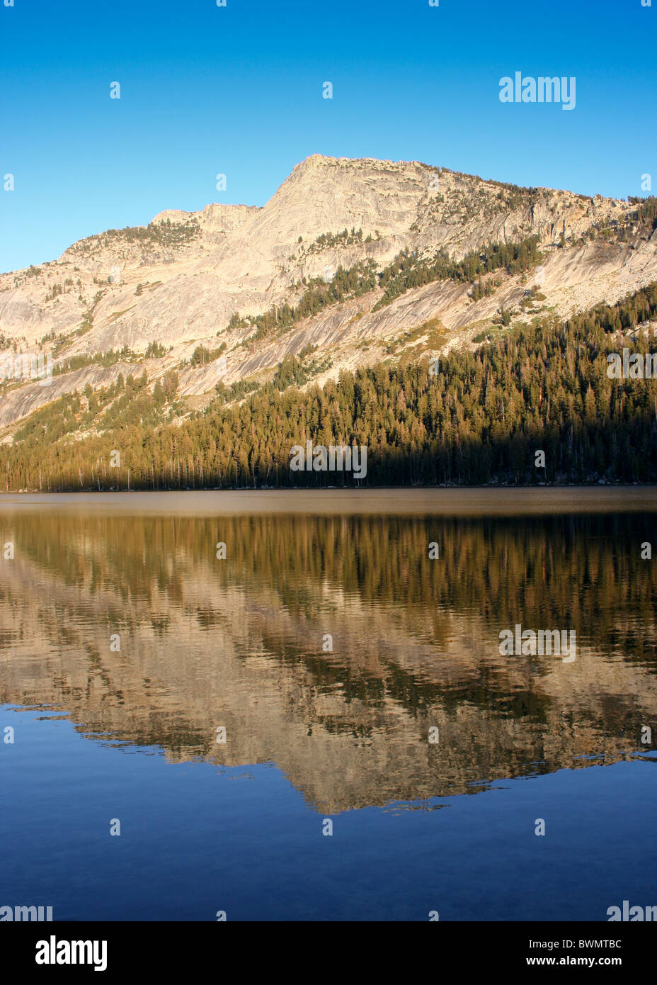 Tenaya Peak reflected in Tenaya Lake in Yosemite National Park in early ...