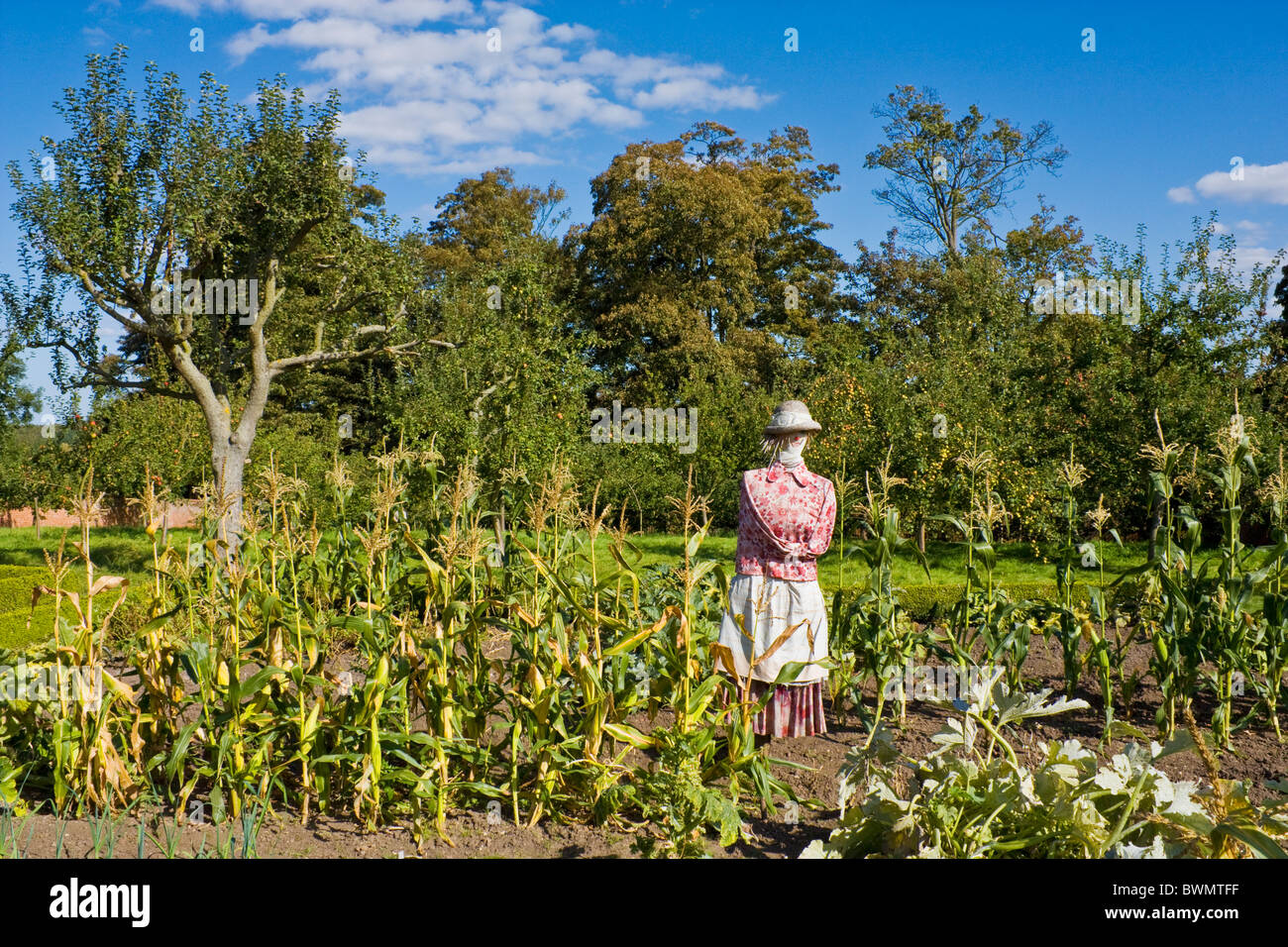 Lady scarecrow in a vegetable garden, England, UK, GB, EU, Europe Stock ...