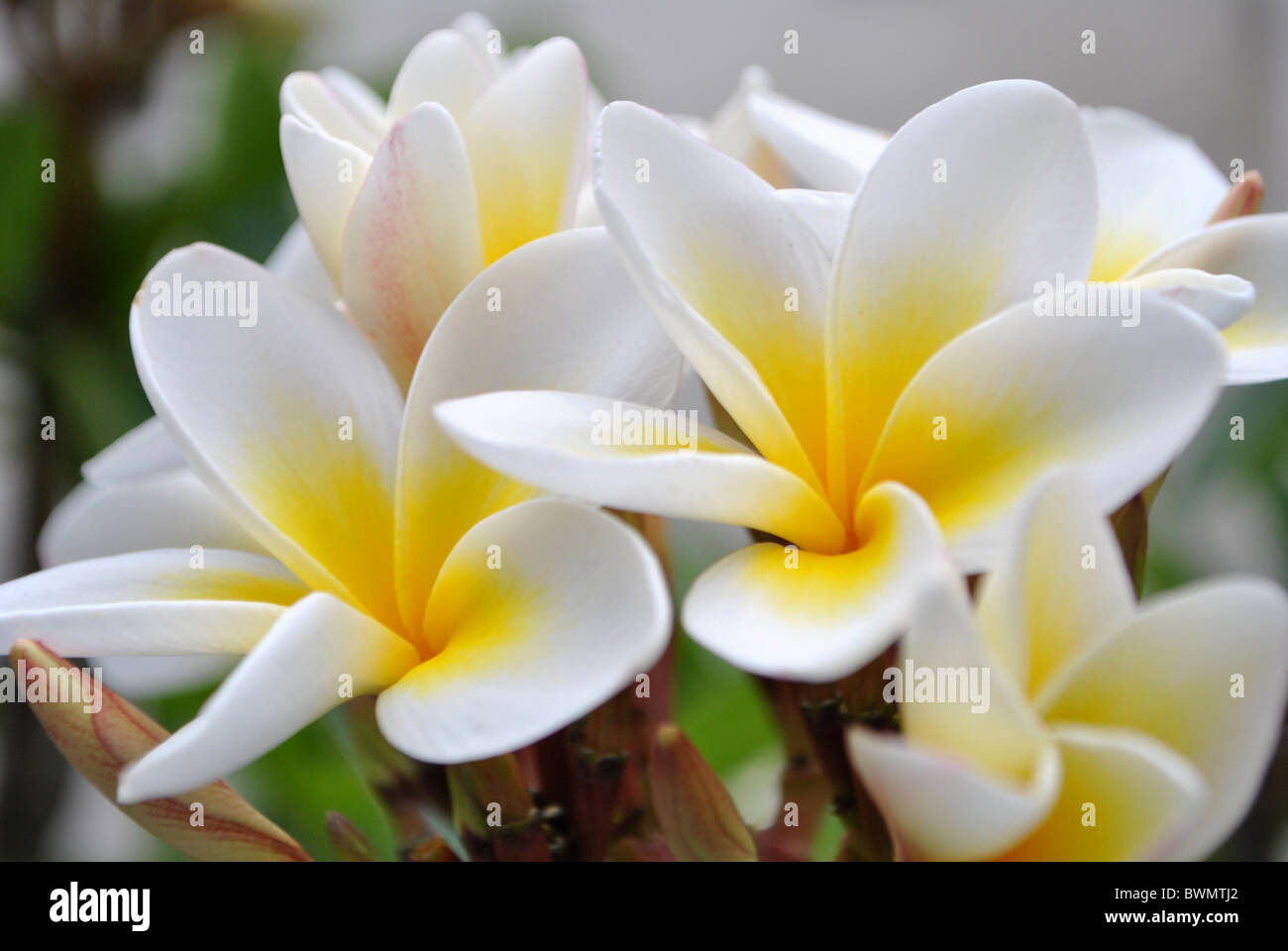 flower color with aromas and flavors of spring Stock Photo - Alamy