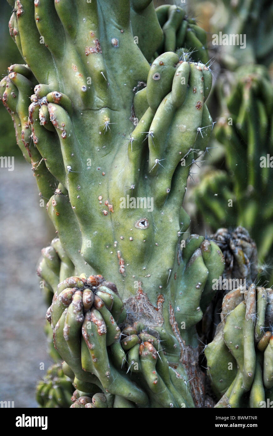 succulent with sharp needles Stock Photo - Alamy