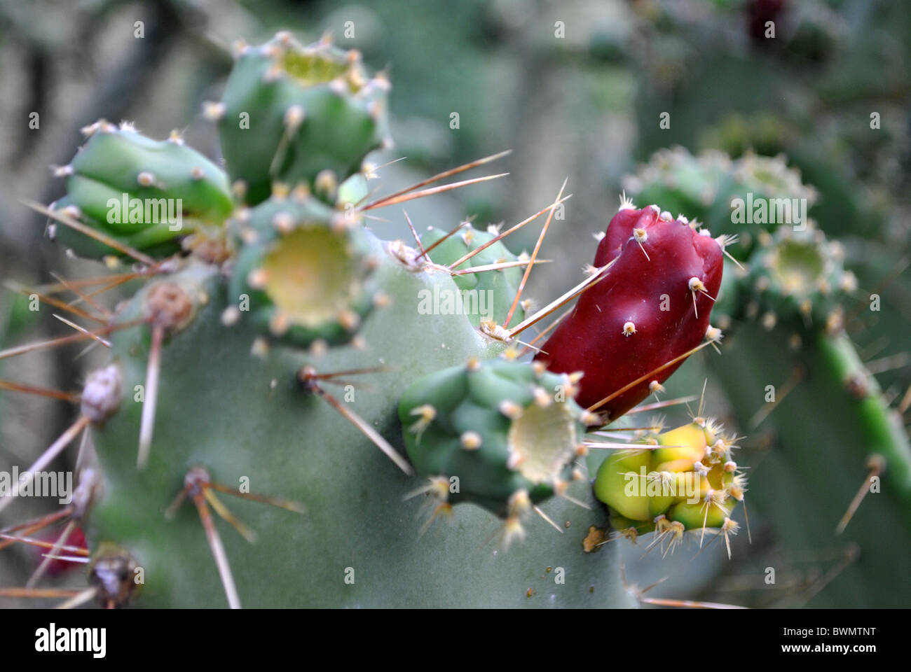 succulent with sharp needles Stock Photo - Alamy