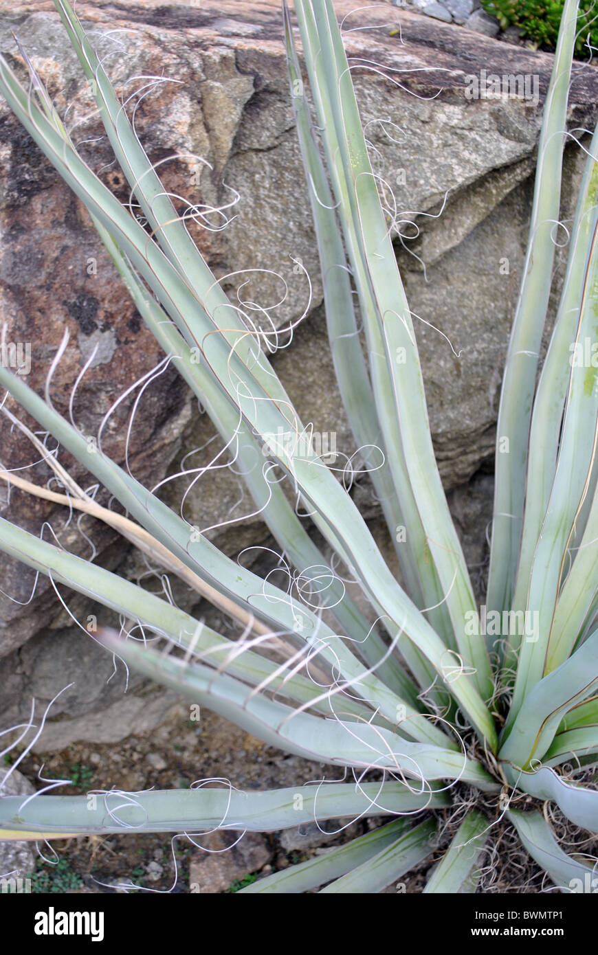 succulent with sharp needles Stock Photo - Alamy