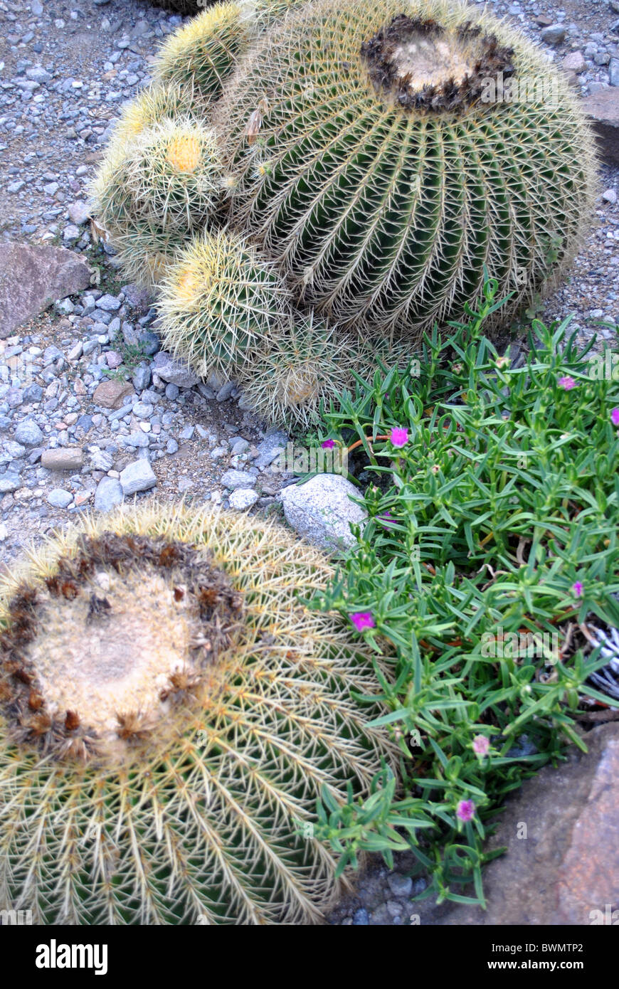 succulent with sharp needles Stock Photo - Alamy