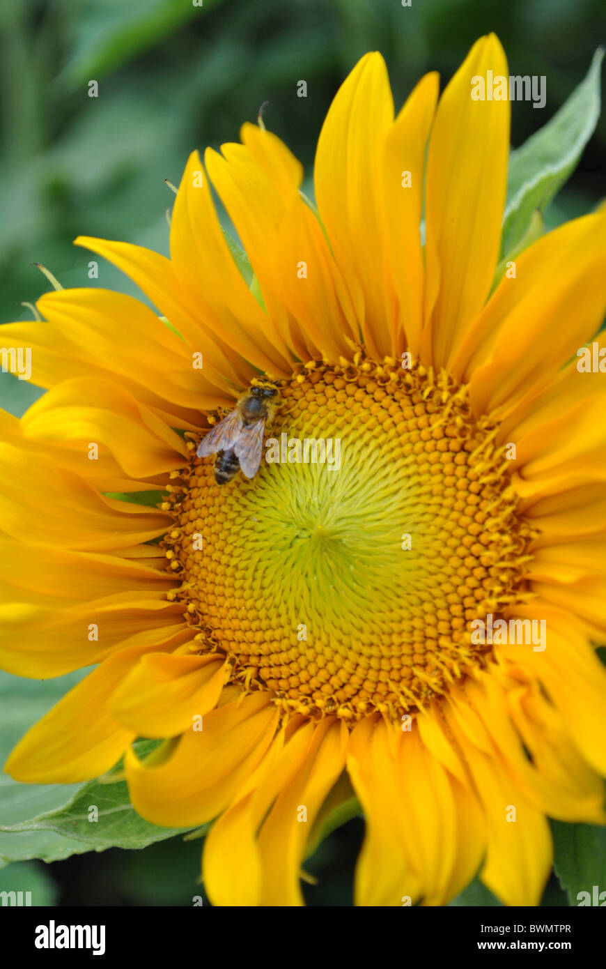 sunflower yellow flower with delicate petals in summer Stock Photo - Alamy