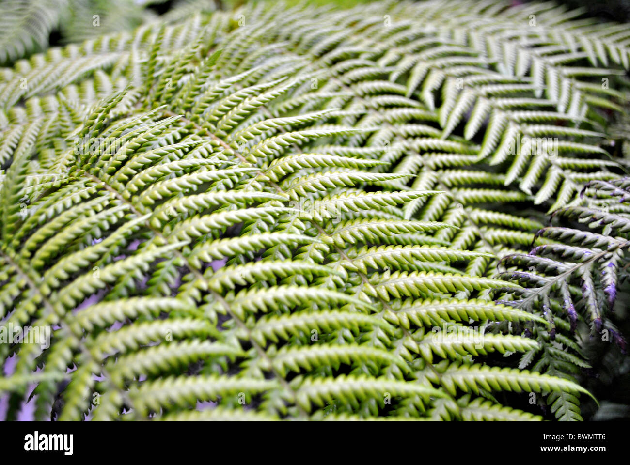 ornamental tree fern Stock Photo - Alamy
