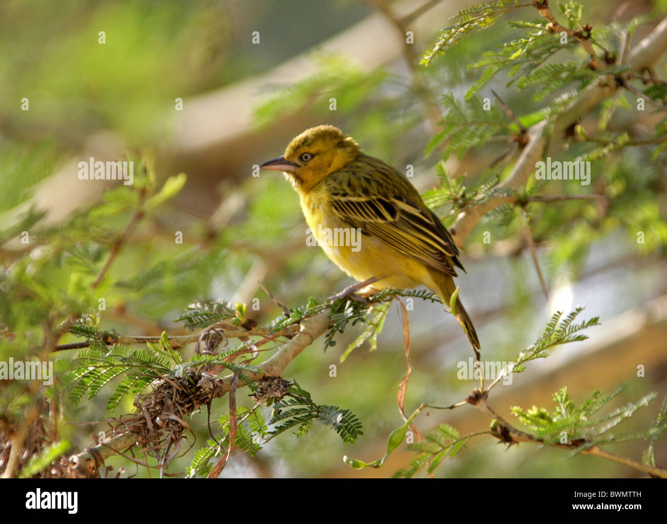Female Lesser Masked-Weaver, Ploceus intermedius, Ploceidae. Inspecting ...