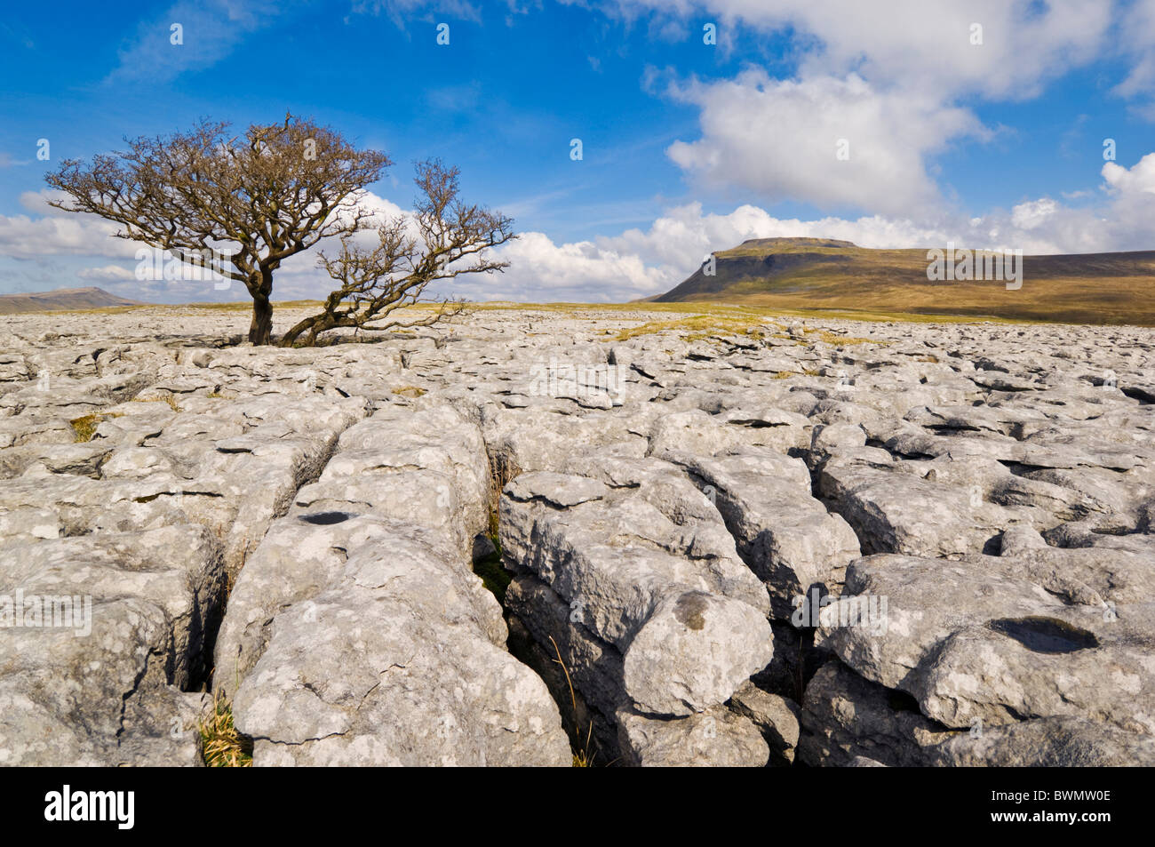 Yorkshire Dales National park Tree growing through the Limestone ...