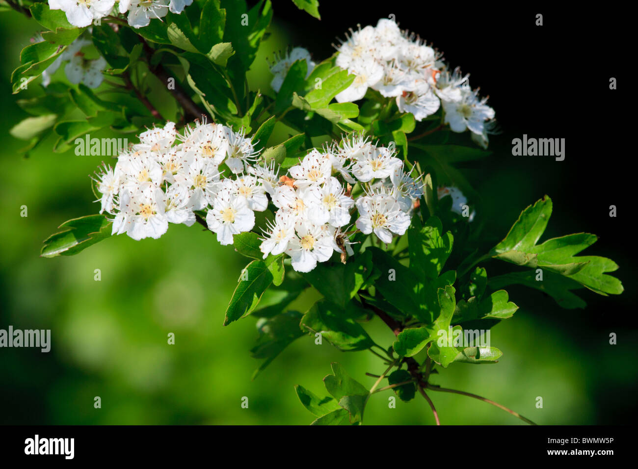 Hawthorn flowers hi-res stock photography and images - Alamy