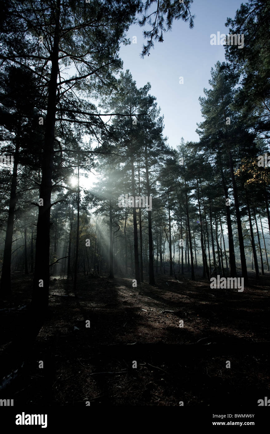 Trees in the clearing mist as sunshine breaks through Stock Photo - Alamy