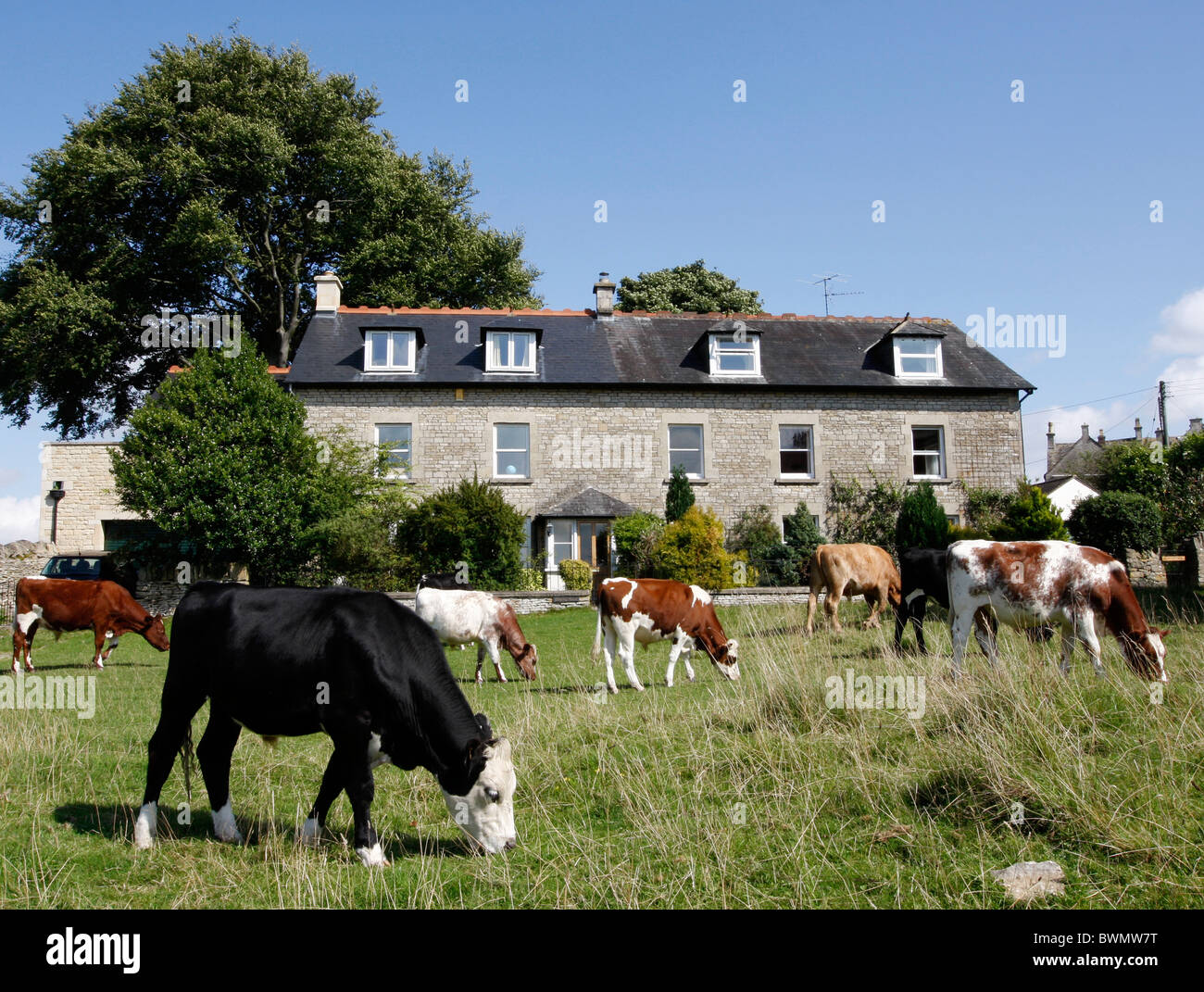 Cows grazing in front of a house on Rodborough Common in The Cotswolds ...