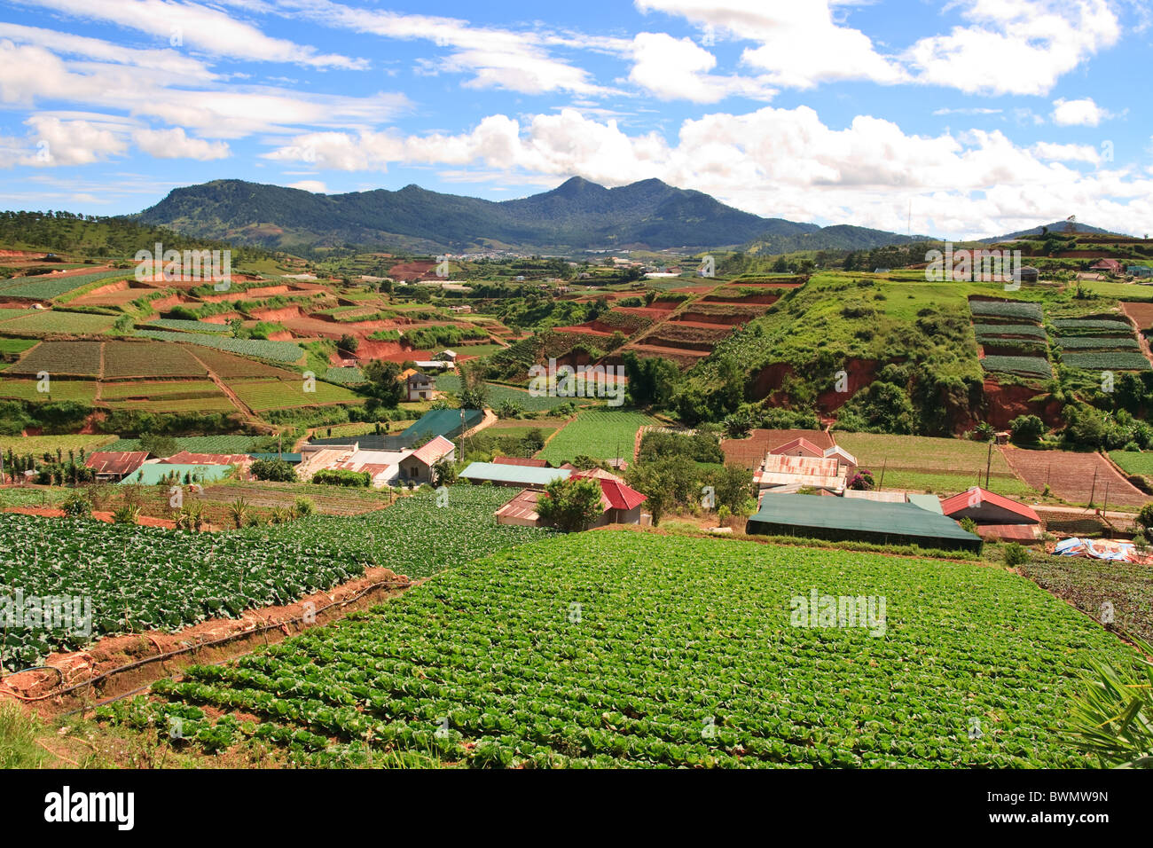 Vietnam Landscape of farm fields in Dalat highlands, Asia Stock Photo ...