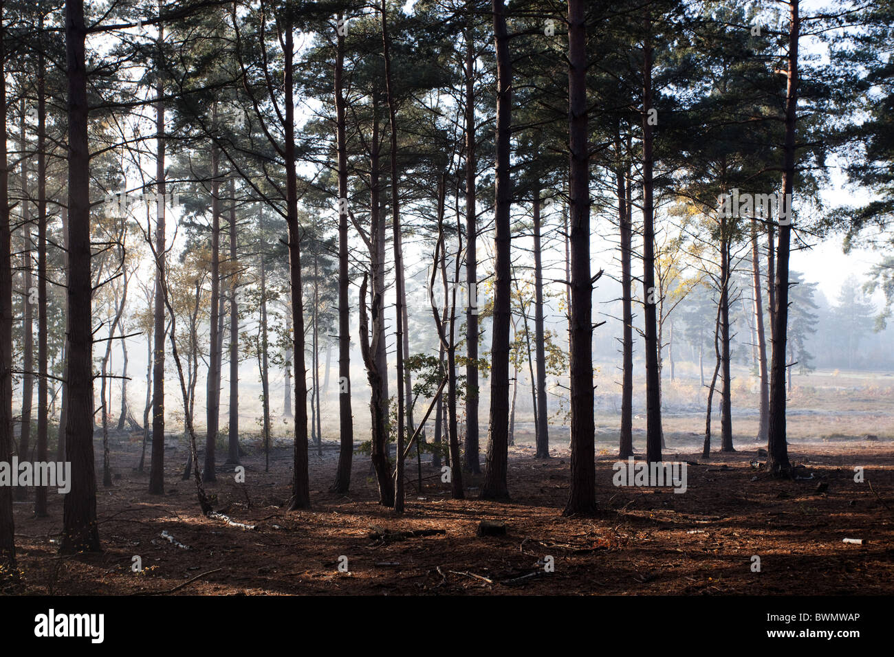 Sunshine through mist hi-res stock photography and images - Alamy