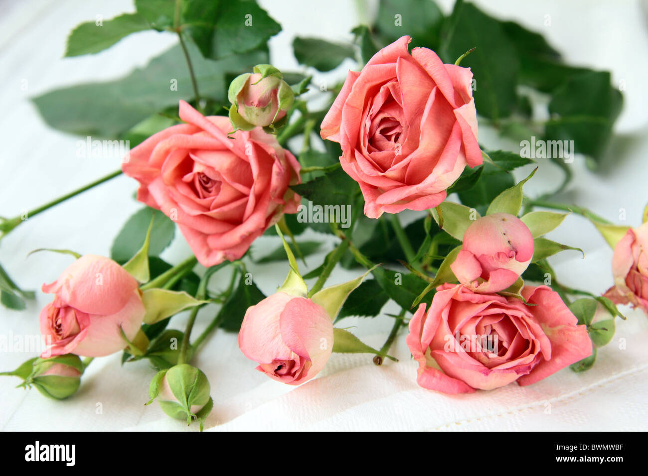 bouquet of pink mini roses Sprays Stock Photo - Alamy