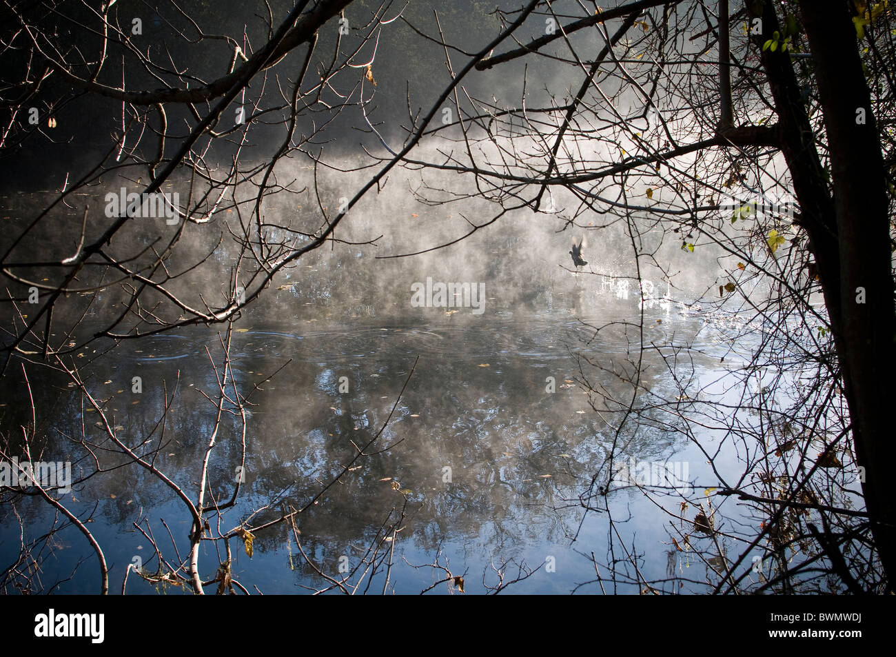 Bird taking flight from steaming mist on the river Dart Stock Photo - Alamy