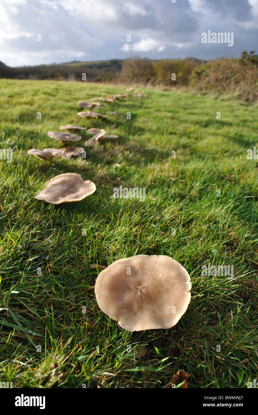 Fungi fungus, clitocybe geotropa, forming fairy ring in field Stock ...