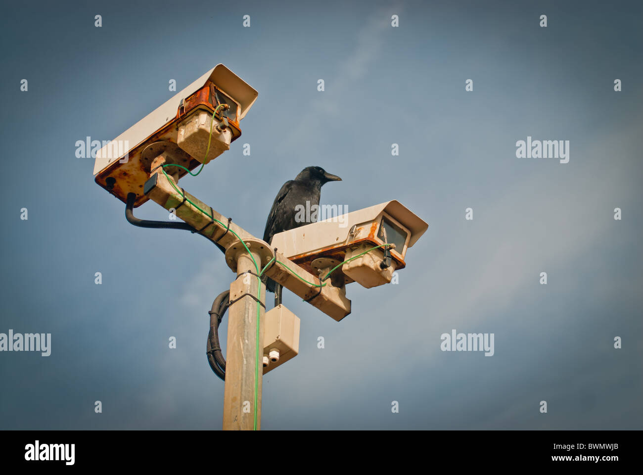 Crow sitting on CCTV camera bird surveillance Stock Photo - Alamy