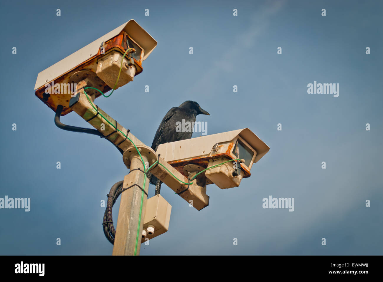 Crow on CCTV camera Stock Photo - Alamy