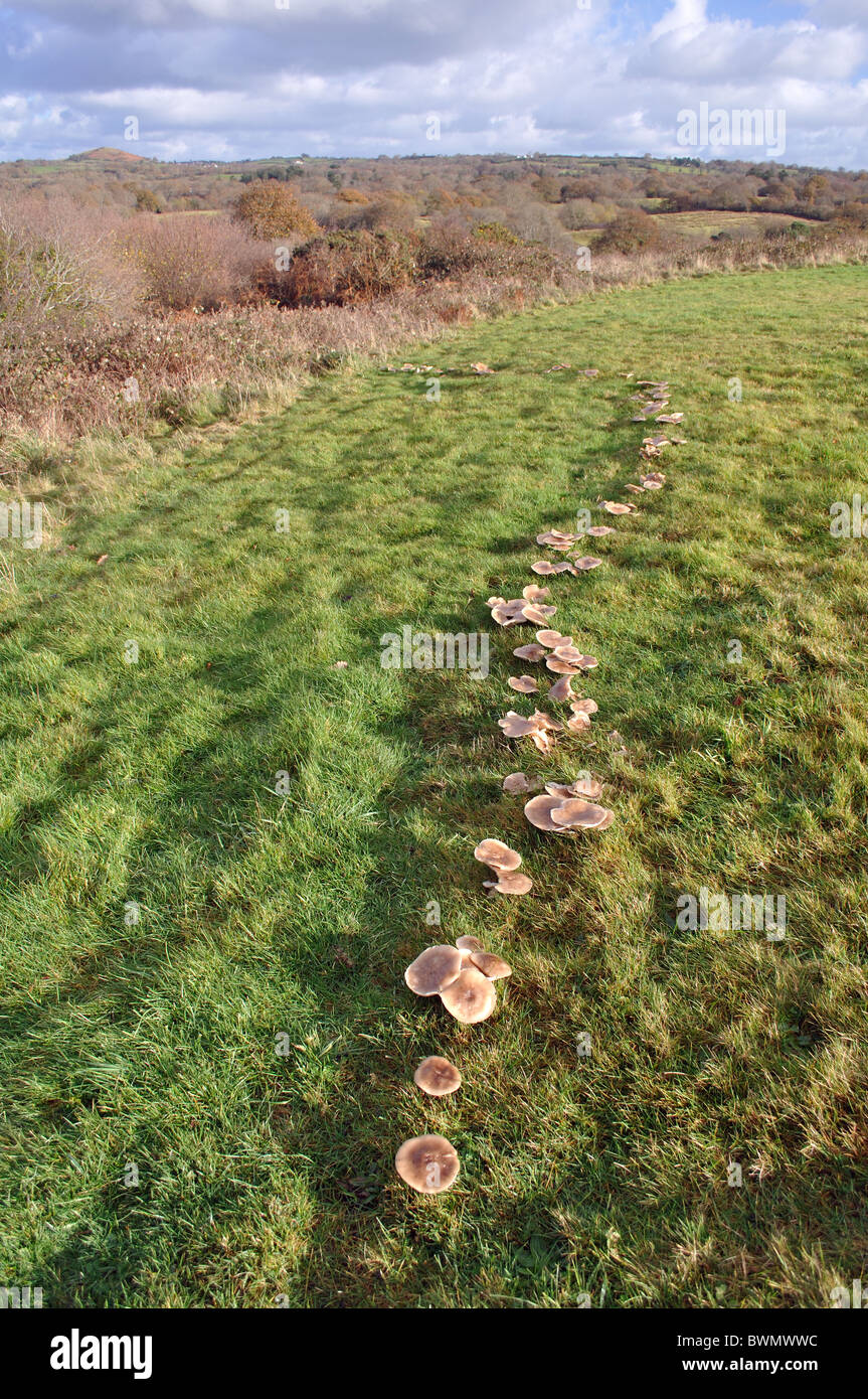 Fairy ring fungus hi-res stock photography and images - Alamy