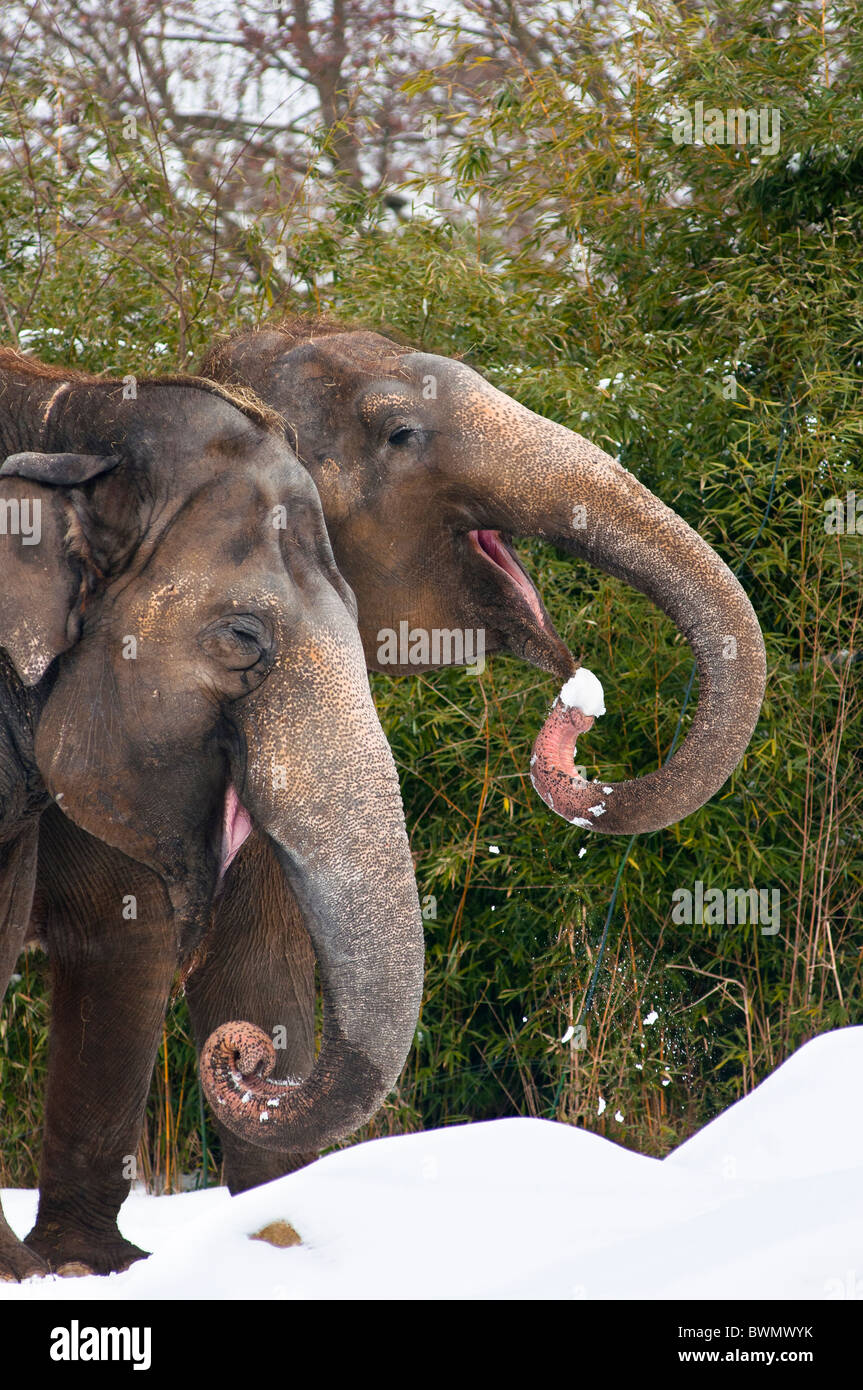 Elephants show such joy with their happy faces as they eat snow Stock ...