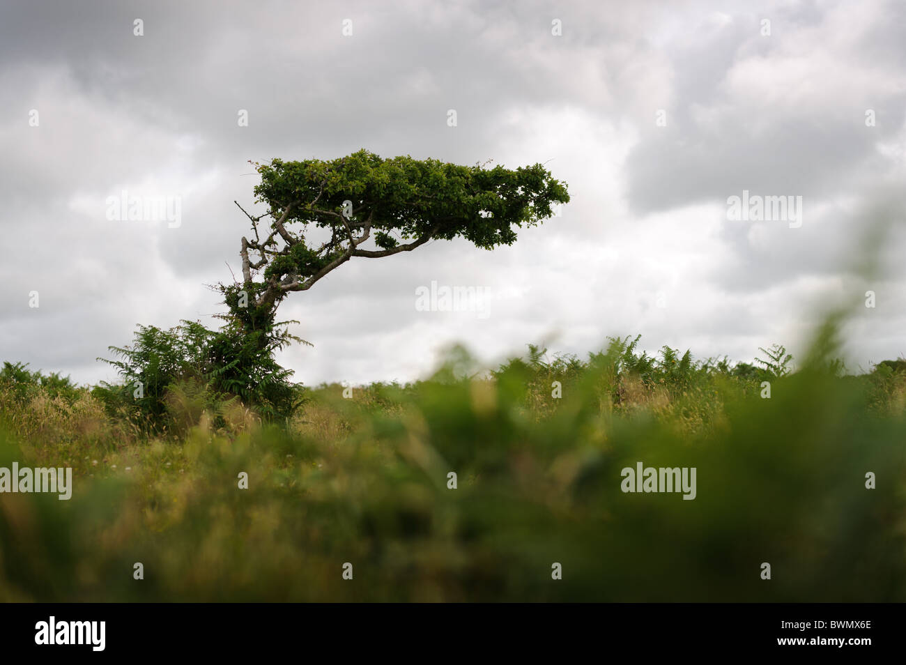 Ancient hawthorn tree showing the effects of the strong prevailing ...